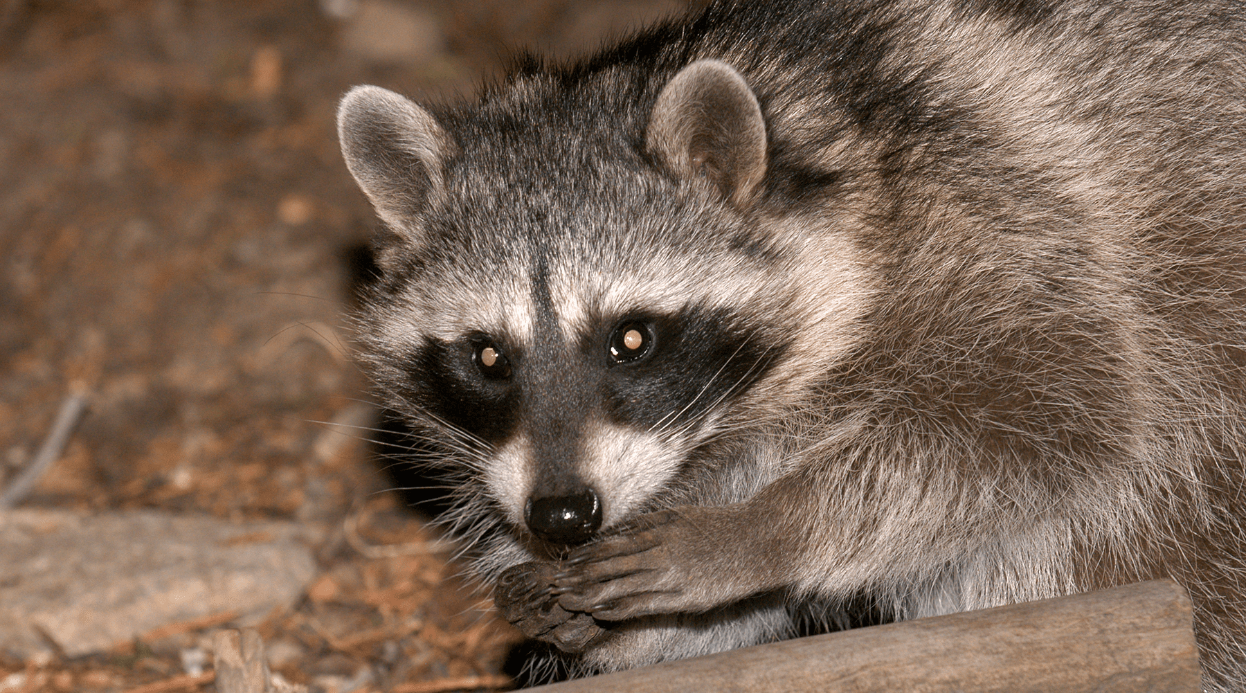rabid raccoon spartanburg county