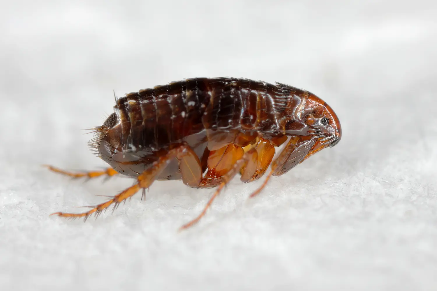 How to Get Fleas Out of Carpet | Why Are There Fleas in My Carpet?