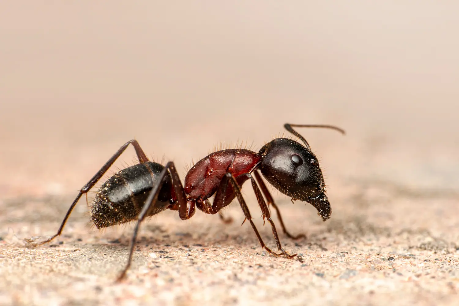 How Can You Get Rid of Fire Ants? | Fire Ant Pest Control