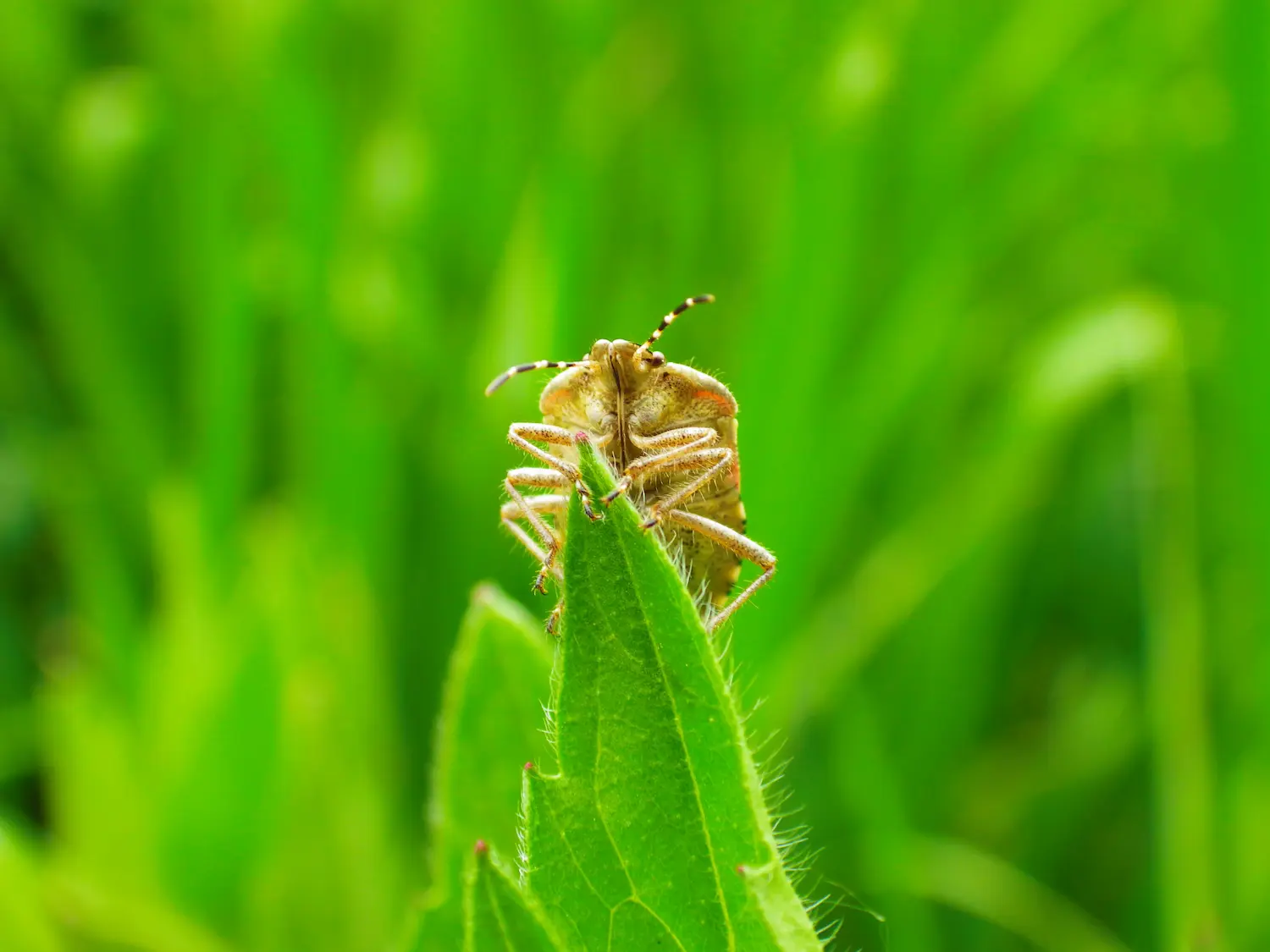 Lawn Pest Control | Insect Lawn Treatment in Georgia | Florida